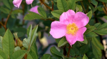 15 Wild Roses For a Woodland Garden