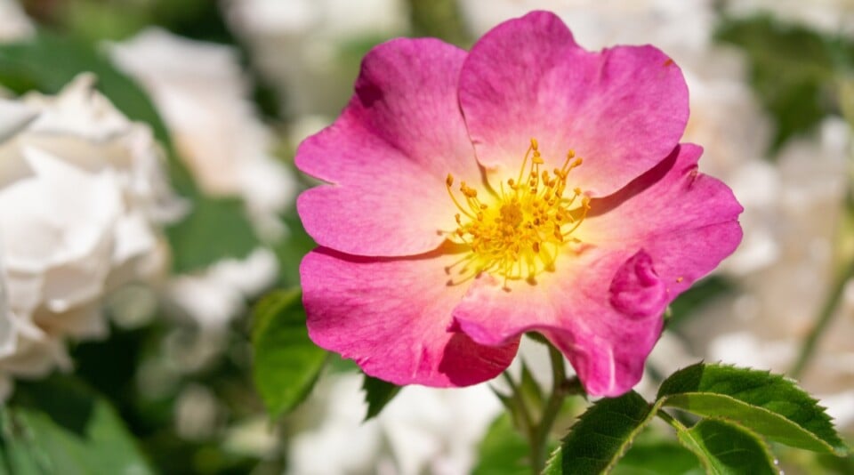 15 Wild Roses For a Woodland Garden