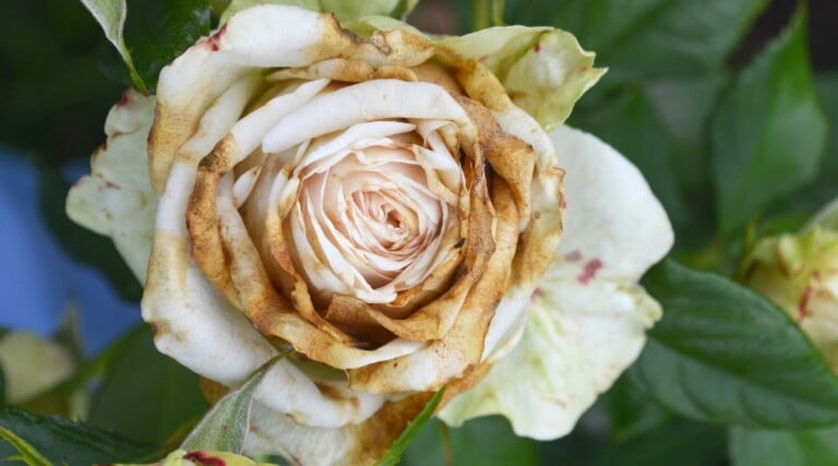 15 Common Problems Every Rose Gardener Will Face