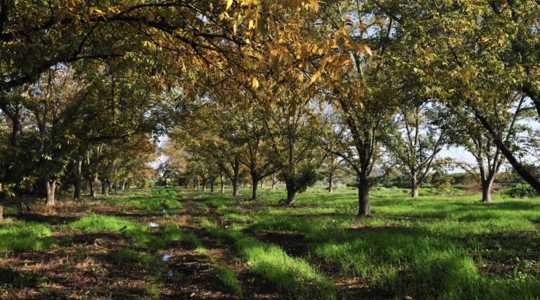 How to Plant, Grow and Care For Pecan Trees