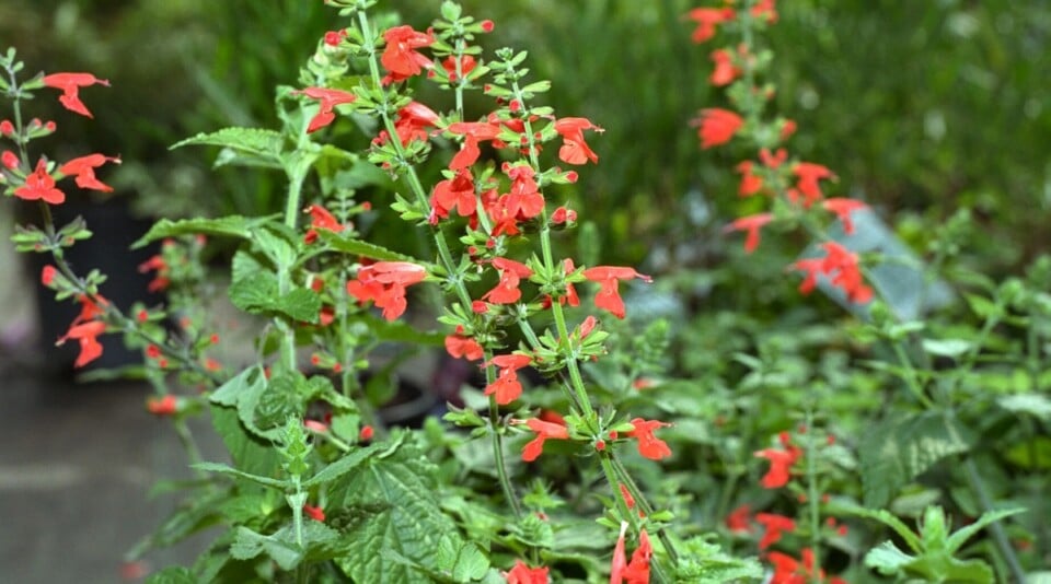 17 Native Annual Flowers You Can Still Plant This Season