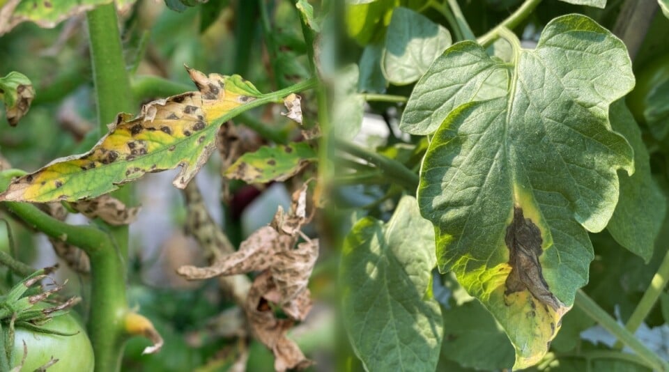 How to Identify, Treat and Prevent Septoria Leaf Spot in Tomatoes