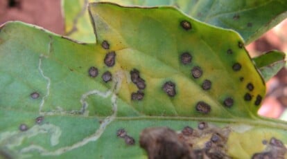 How to Identify, Treat and Prevent Septoria Leaf Spot in Tomatoes