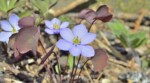 How to Plant, Grow and Care For Twinleaf Flowers