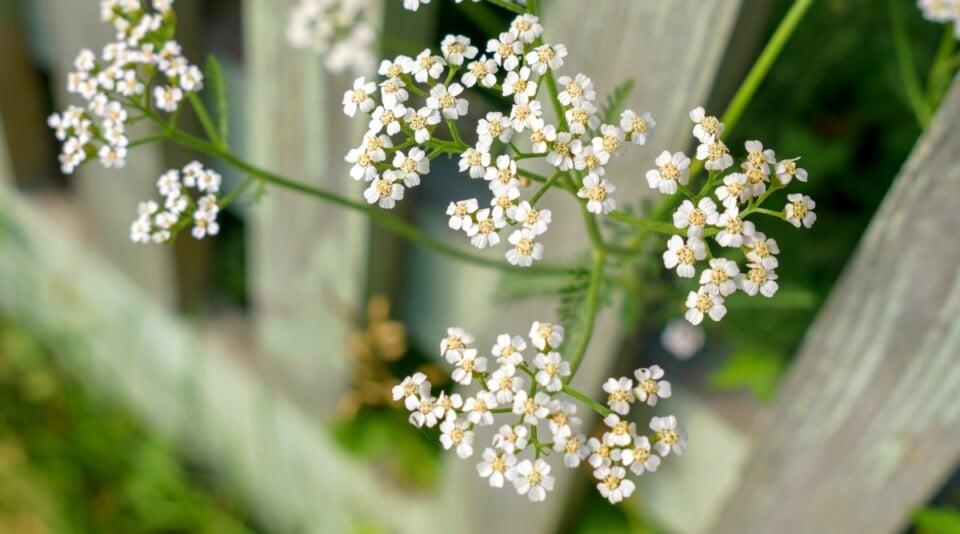 11 Benefits of Having Yarrow in Your Garden
