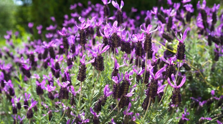 11 Tips For Growing Incredible Lavender This Season