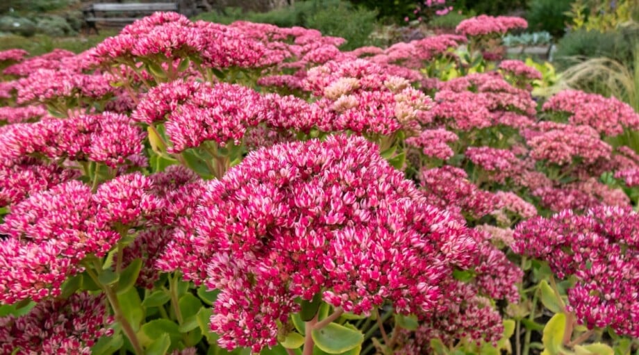 27 Flowering Perennials for Raised Garden Beds