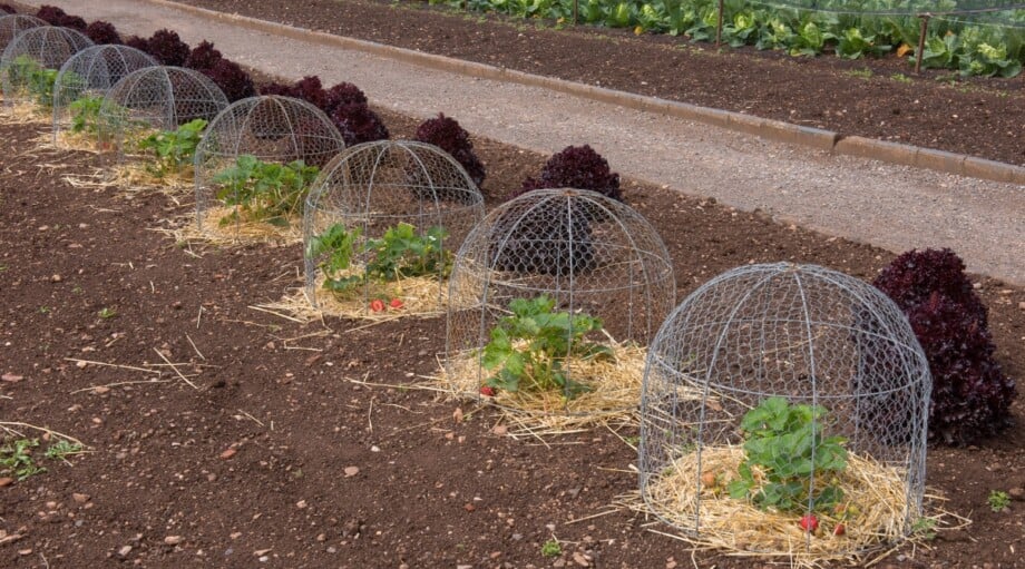 How to Use Cloches and Critter Cages to Protect Young Plants