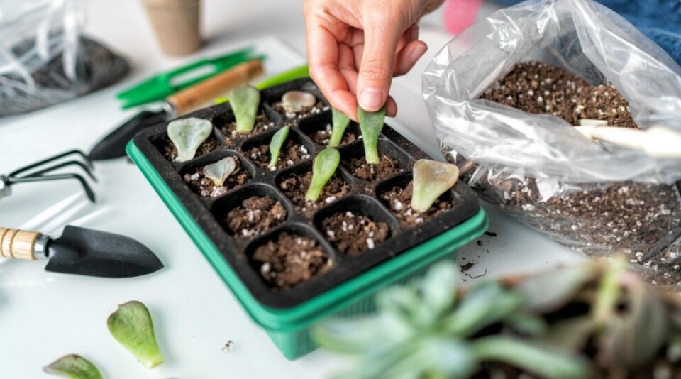 12 Mistakes to Avoid When Propagating Houseplants