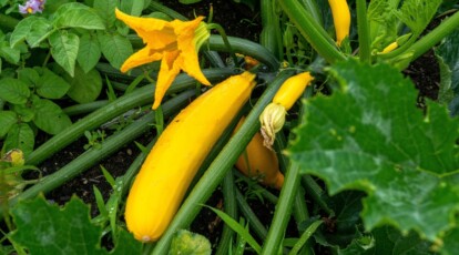 27 Heat Resistant Vegetables for Warm Climates