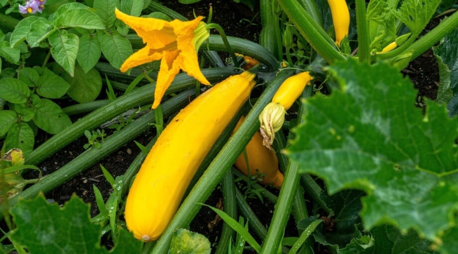 27 Heat Resistant Vegetables for Warm Climates