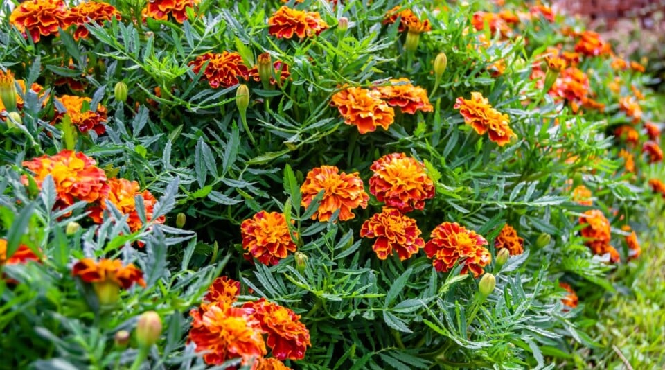 27 Beautiful Flowering Plants That Will Rebloom All Season