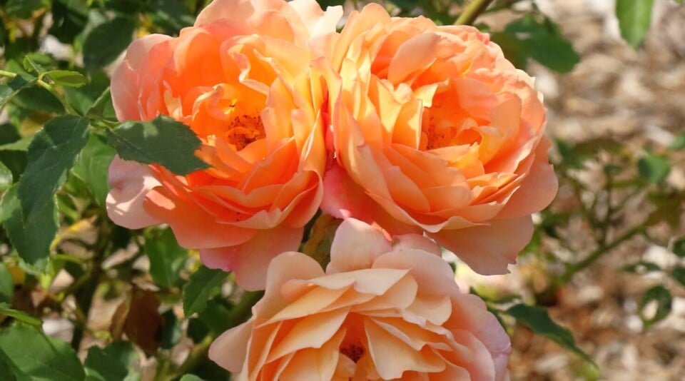 14 Brightly Colored Roses to Grow This Season