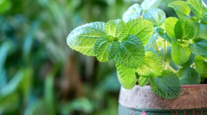 How to Plant, Grow and Care For Peppermint