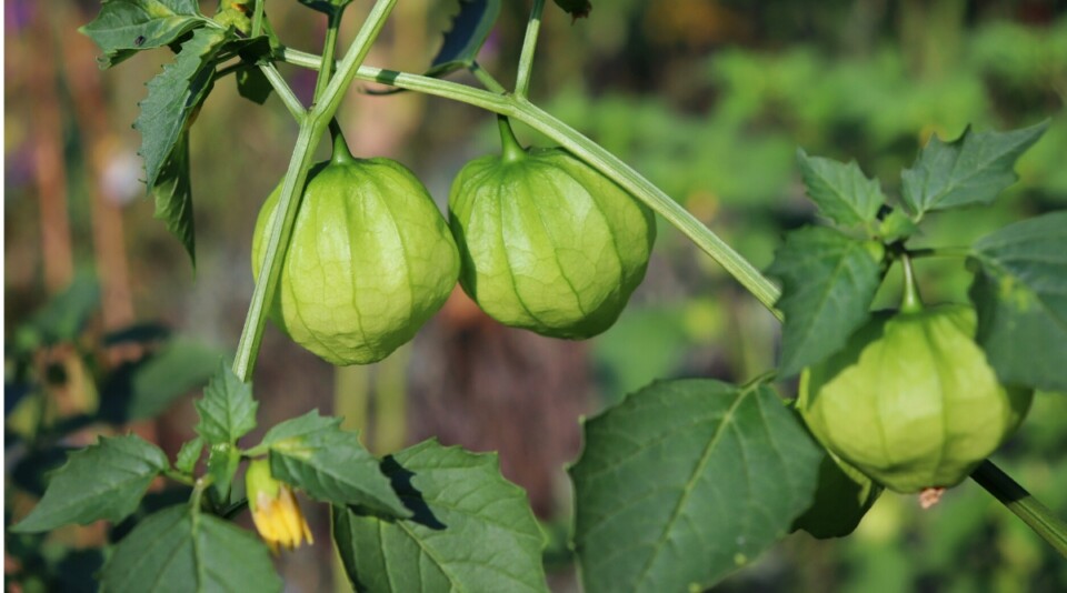 27 Heat Resistant Vegetables for Warm Climates