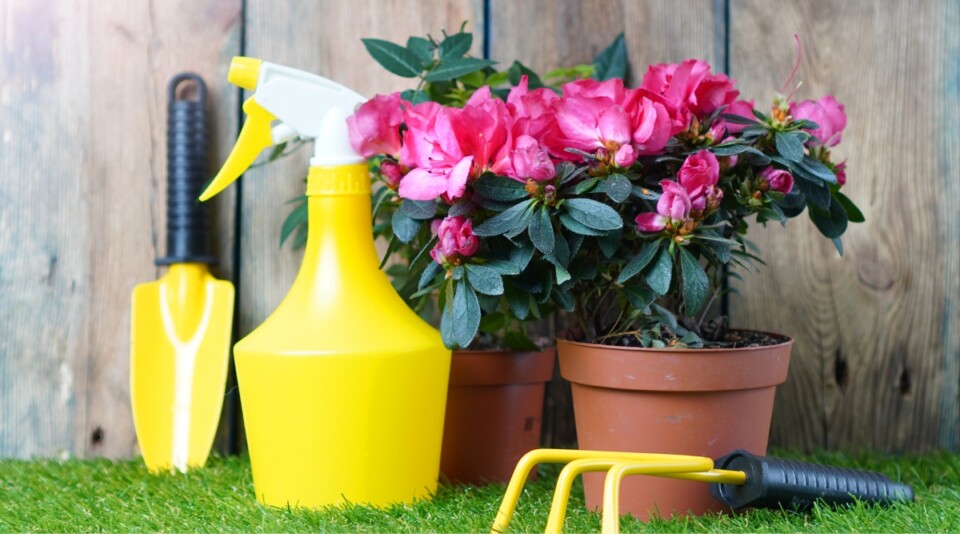 11 Tips For Growing Beautiful Azaleas in Containers