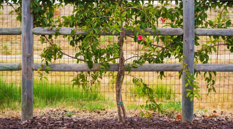 How to Plant, Grow and Care For Trumpet Vine