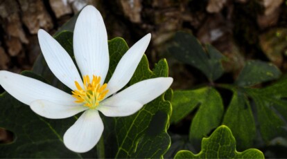 How to Plant, Grow and Care For Twinleaf Flowers