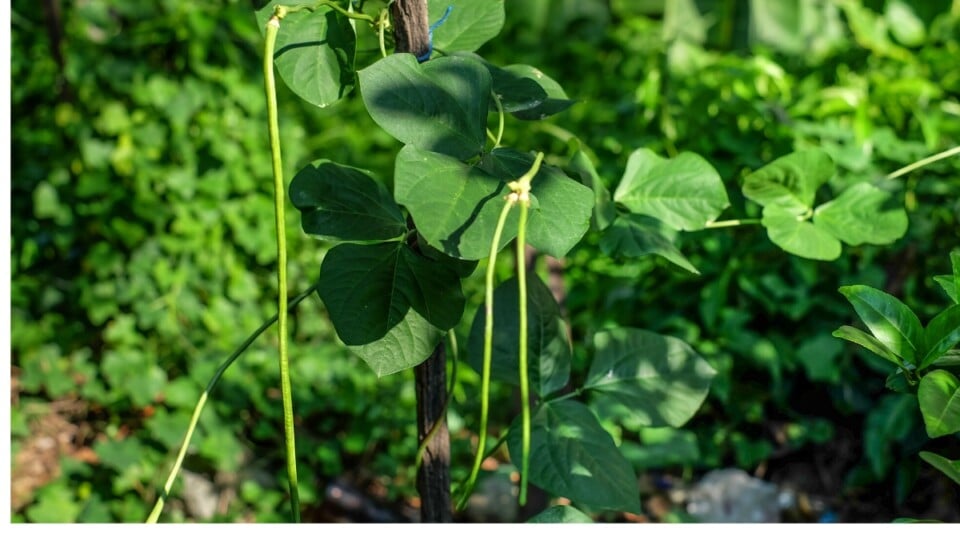 15 Cover Crops That Can Double as a Pollinator Patch