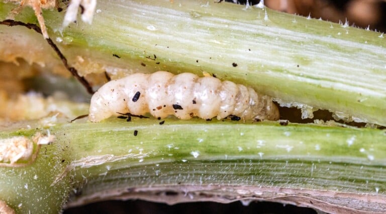 15 Garden Pests To Watch Out For This Season
