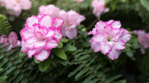 11 Tips For Growing Beautiful Azaleas in Containers