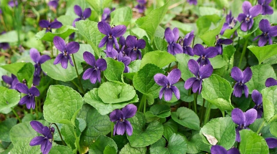 20 Gorgeous Wildflowers for Shade Gardens