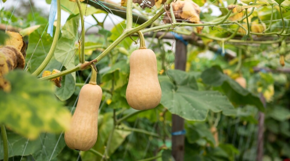 27 Heat Resistant Vegetables for Warm Climates