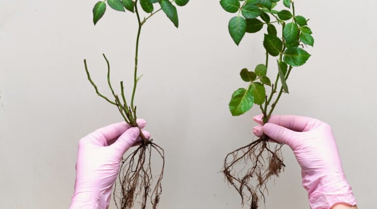 Own-Root vs. Grafted Roses: Which is Better?