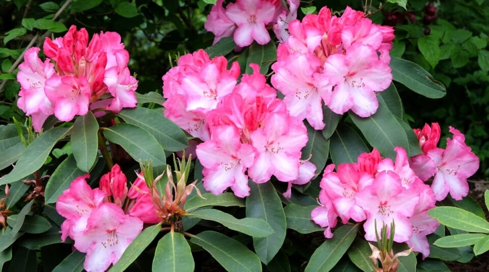 15 Tips For Growing Beautiful Rhododendrons in Containers