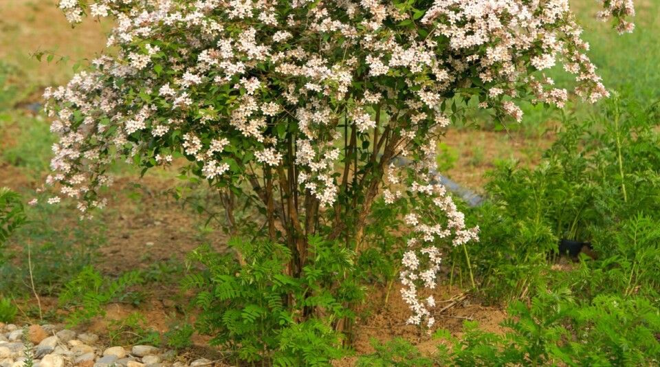 How to Plant, Grow and Care For Beauty Bush