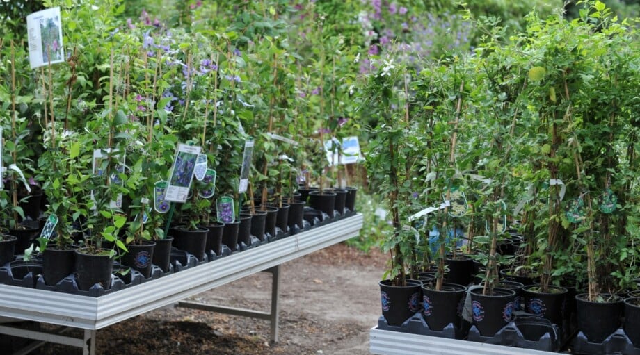 How to Propagate Clematis From Cuttings in 7 Simple Steps