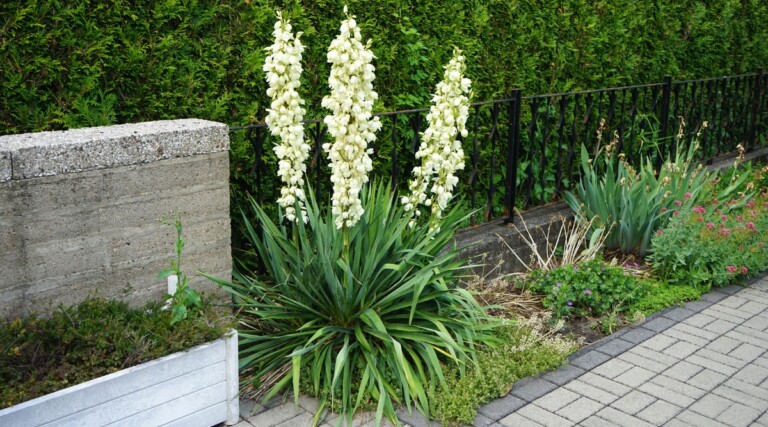How to Plant, Grow and Care For Adam's Needle