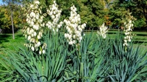 How to Plant, Grow and Care For Adam's Needle