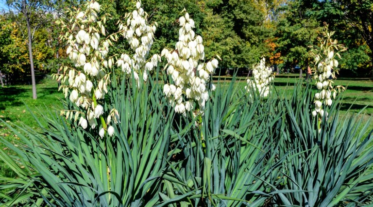 How to Plant, Grow and Care For Adam's Needle