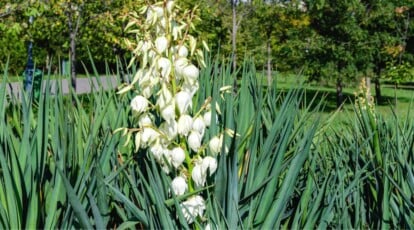 How to Plant, Grow and Care For Adam's Needle