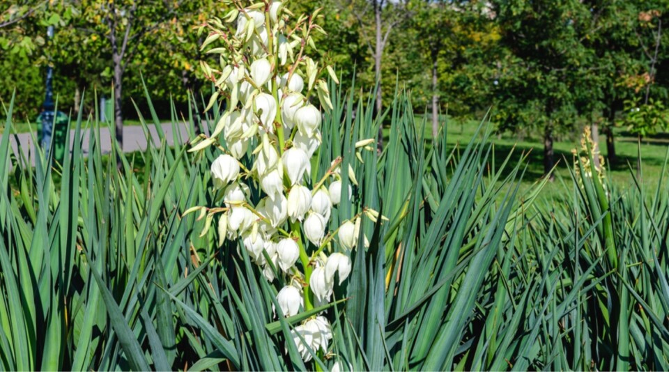 How to Plant, Grow and Care For Adam's Needle