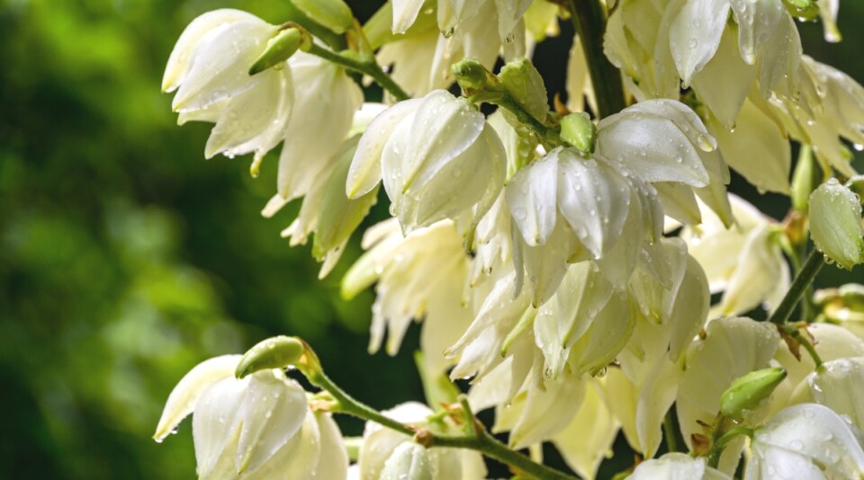 How to Plant, Grow and Care For Adam's Needle