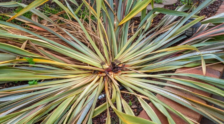 How to Plant, Grow and Care For Adam's Needle