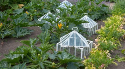 How to Use Cloches and Critter Cages to Protect Young Plants