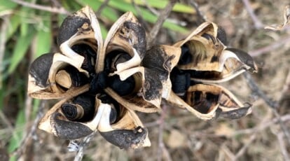 How to Plant, Grow and Care For Adam's Needle