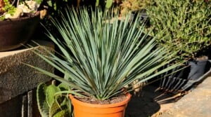 How to Plant, Grow and Care For Adam's Needle