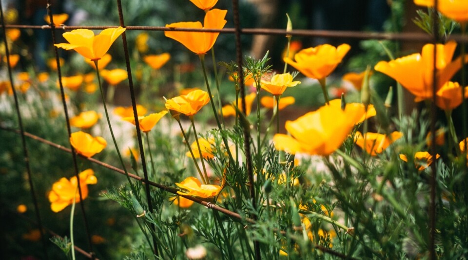How to Plant, Grow and Care For California Poppies