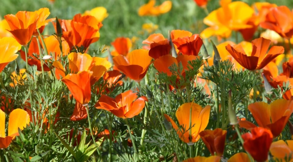 How to Plant, Grow and Care For California Poppies