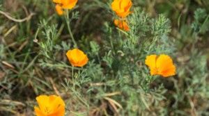 How to Plant, Grow and Care For California Poppies