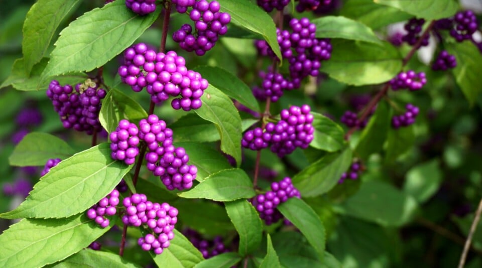 17 Native Plants to Add to Your Shade Garden