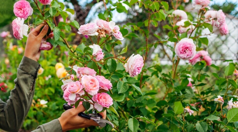 13 Factors To Consider When Buying Roses From a Nursery