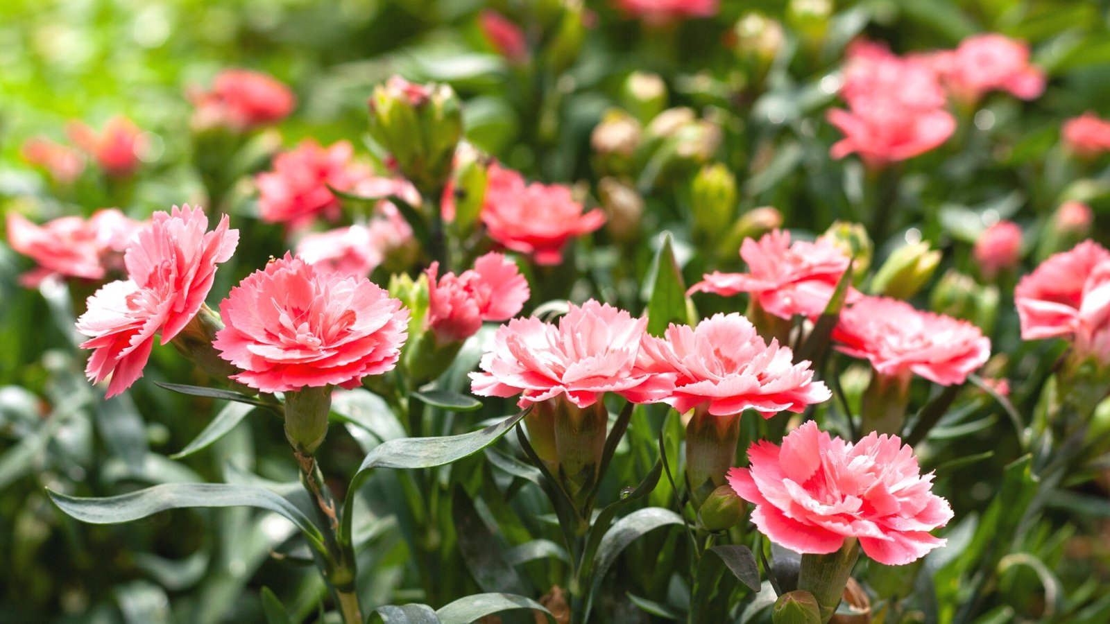 Carnation Flower Plants Carnation | A Complete Guide To Carnations