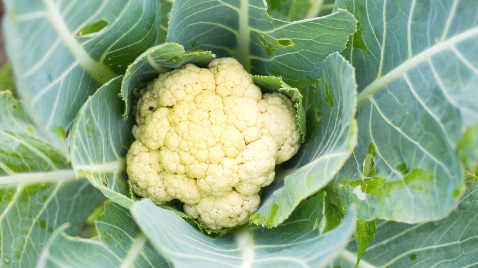 Types of Cauliflower: 17 Different Cauliflower Varieties You'll Love