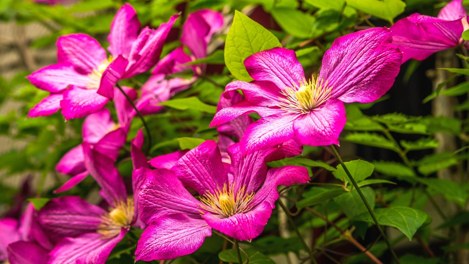 Is Clematis Considered an Annual, Biennial, or Perennial Plant?