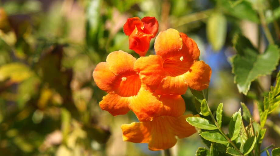 How to Plant, Grow and Care For Trumpet Vine